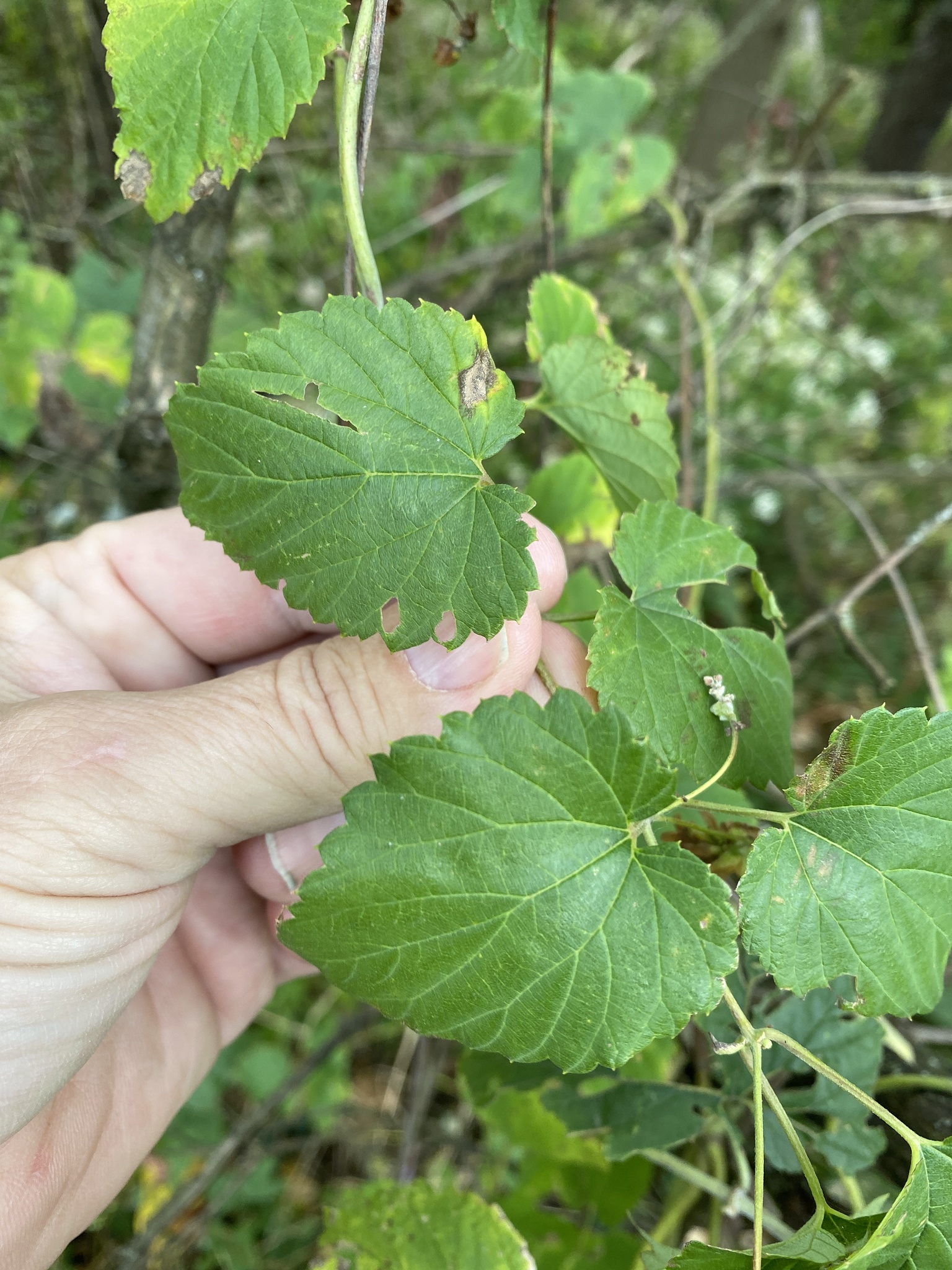 Humulus lupulus var. lupulus