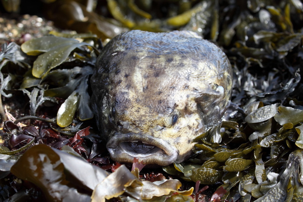 Smooth Lumpsucker (Aptocyclus ventricosus) - Marine Life Identification