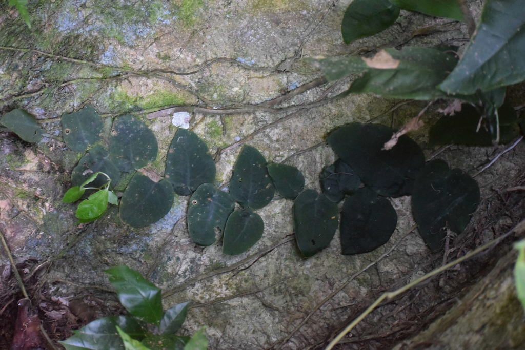 Monstera punctulata in October 2020 by rene_vela · iNaturalist