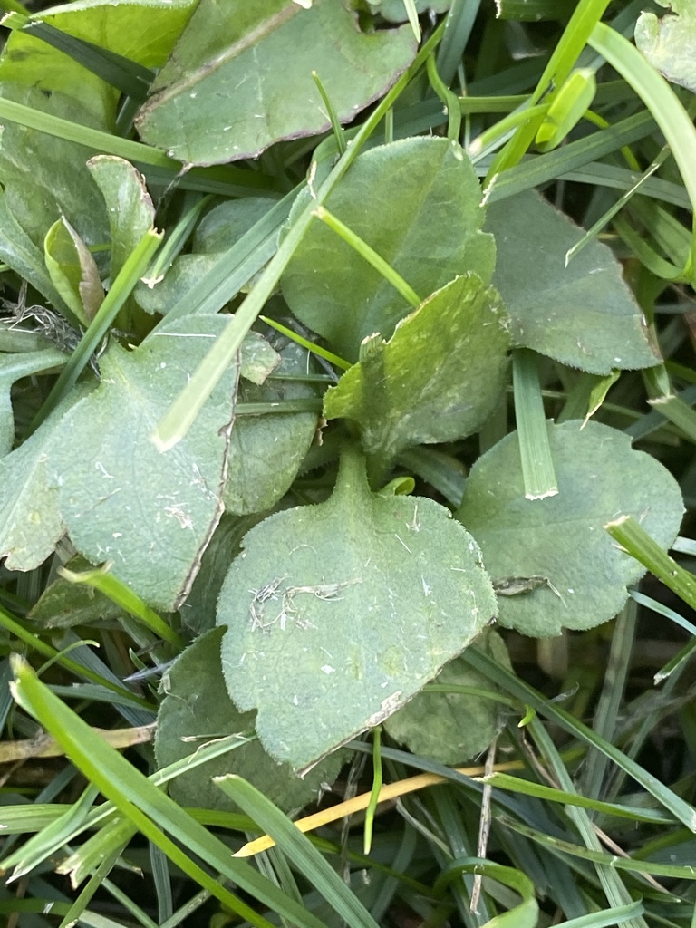 Lawn daisy from Long Island, Massapequa, NY, US on October 4, 2020 at ...