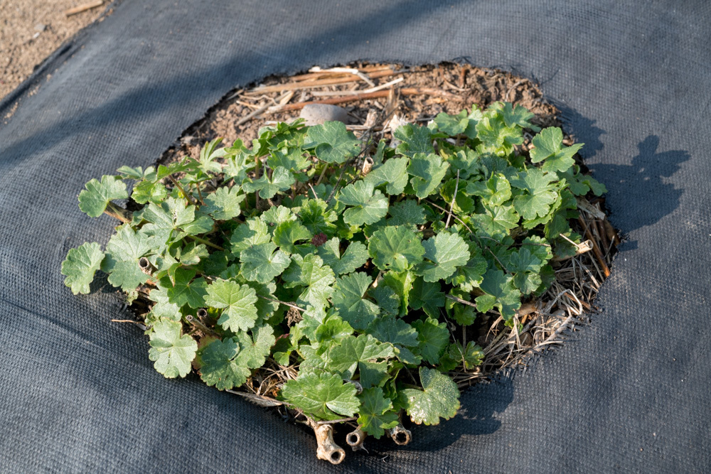 Meadow Checker-mallow from Lane County, OR, USA on October 1, 2020 at ...