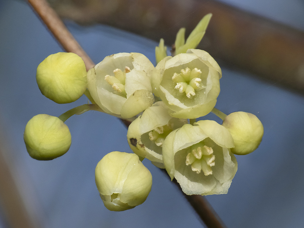 pilpil (Boquila trifoliolata) - Botanical Realm