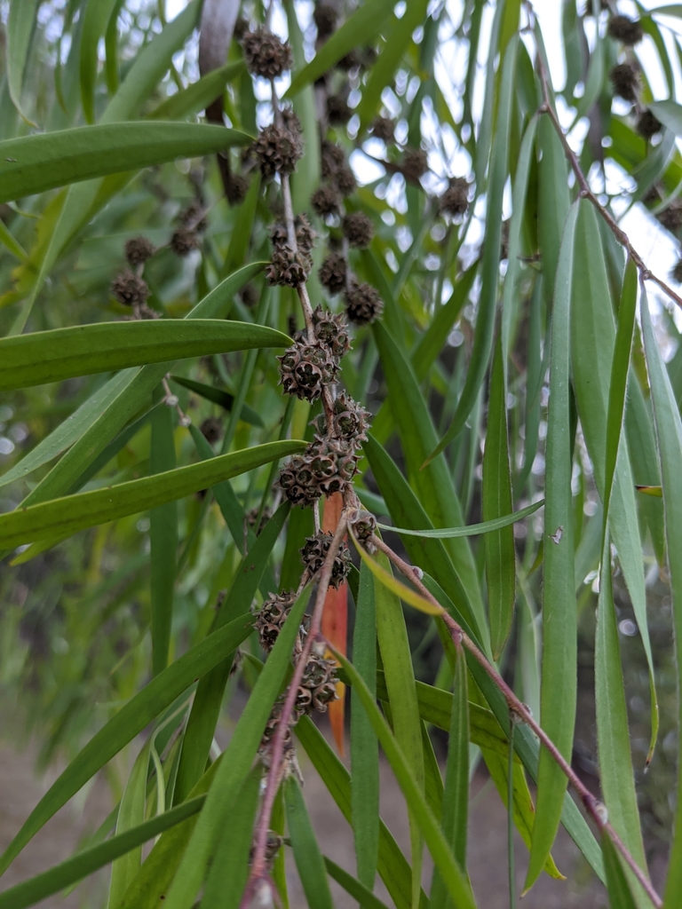 Western Australian Peppermint from Excelsior, San Francisco, CA, USA on ...