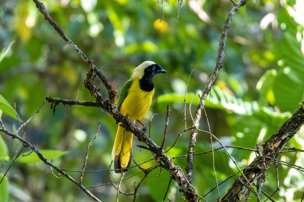 Inca Jay from PNYC - Huampal on July 11, 2020 at 08:20 AM by ...