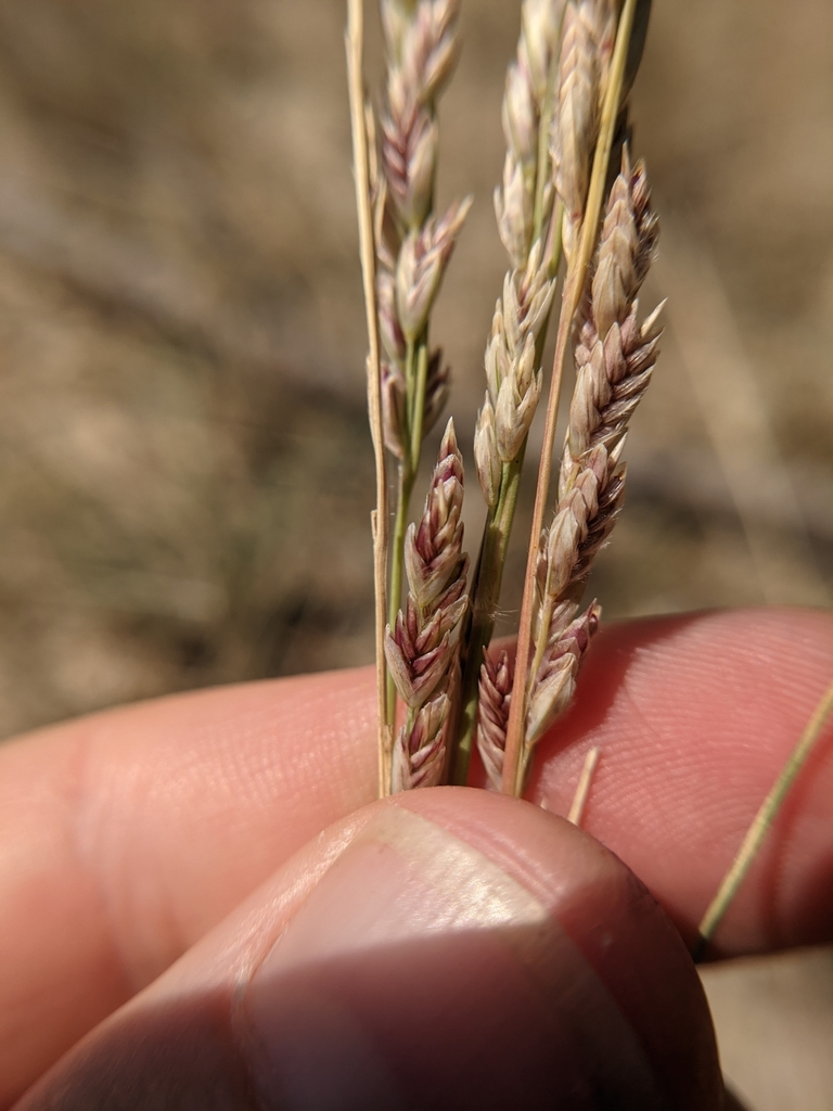 Slim Tridens in October 2020 by Cleveland Powell · iNaturalist