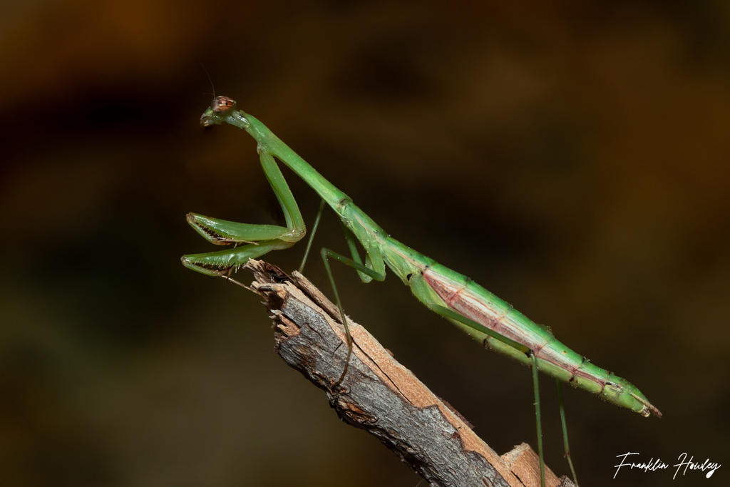 Musonia remota from Los mogotes, Villa Altagracia 91000, Dominican ...