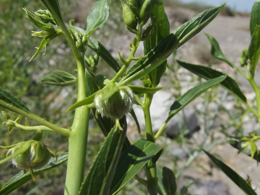Ditaxis brandegeei (Guia de plantas- Osasis Primer Agua) · iNaturalist
