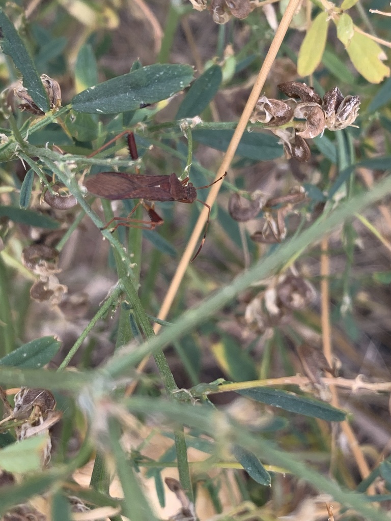 Lupine Bug from Wolf Hollow Manor Se, Calgary, AB, CA on October 04 ...