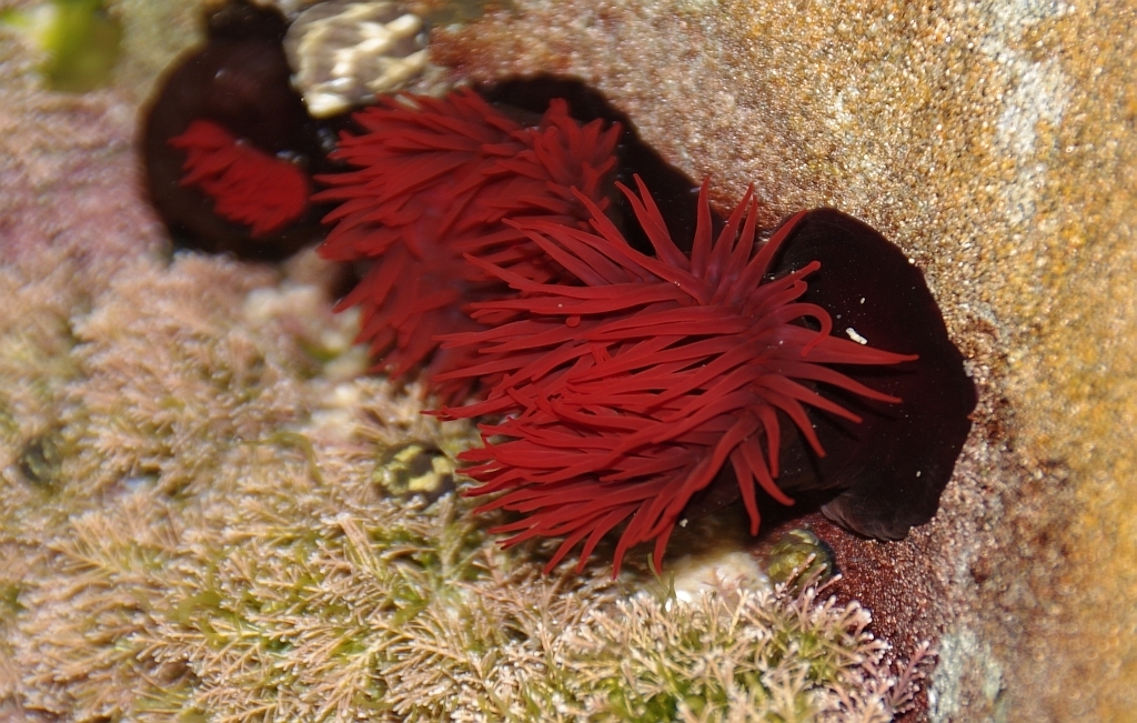 Waratah Anemone (ReefBlitz 2015 ClimateWatch Marine Species) · iNaturalist