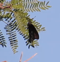 Pipevine Swallowtail from Goldie Brown Pinnacle Peak Ranch, Scottsdale ...