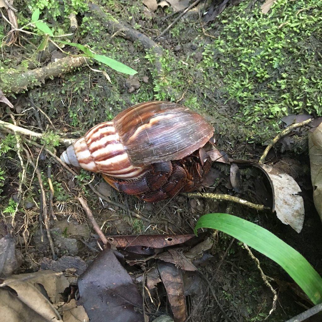 Forest Hermit Crab from Eastern, National Park of American Samoa, AS on August 19, 2017 at 04:57 ...