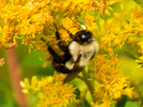 Common Eastern Bumble Bee from Montrose Ct, Hattiesburg, MS, US on ...