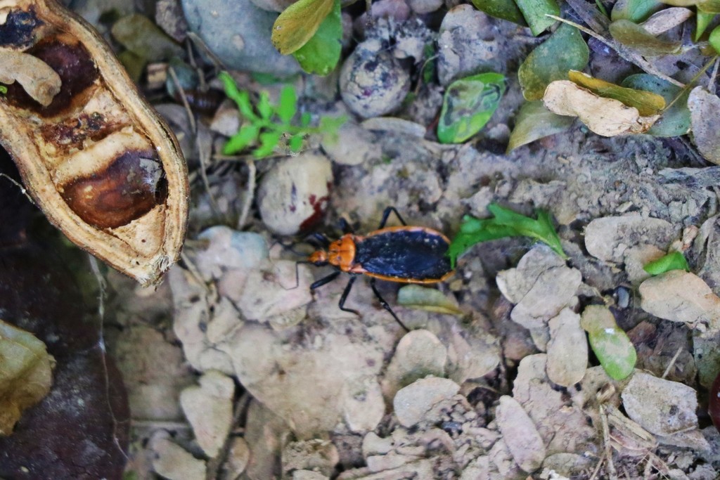 Millipede Assassin Bugs from Lomas del Paseo, 64925 Monterrey, N.L ...