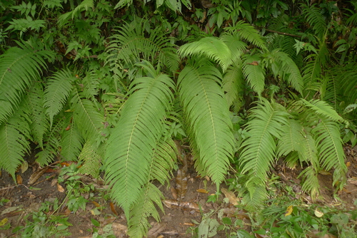 Pneumatopteris costata · iNaturalist