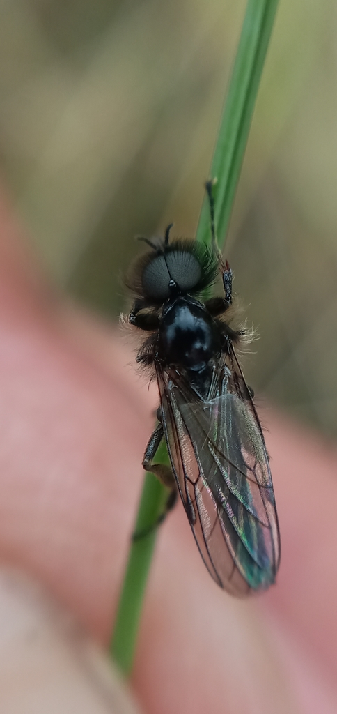 Bibio criorhinus from Almoloya de Juárez, Méx., México on January 19 ...