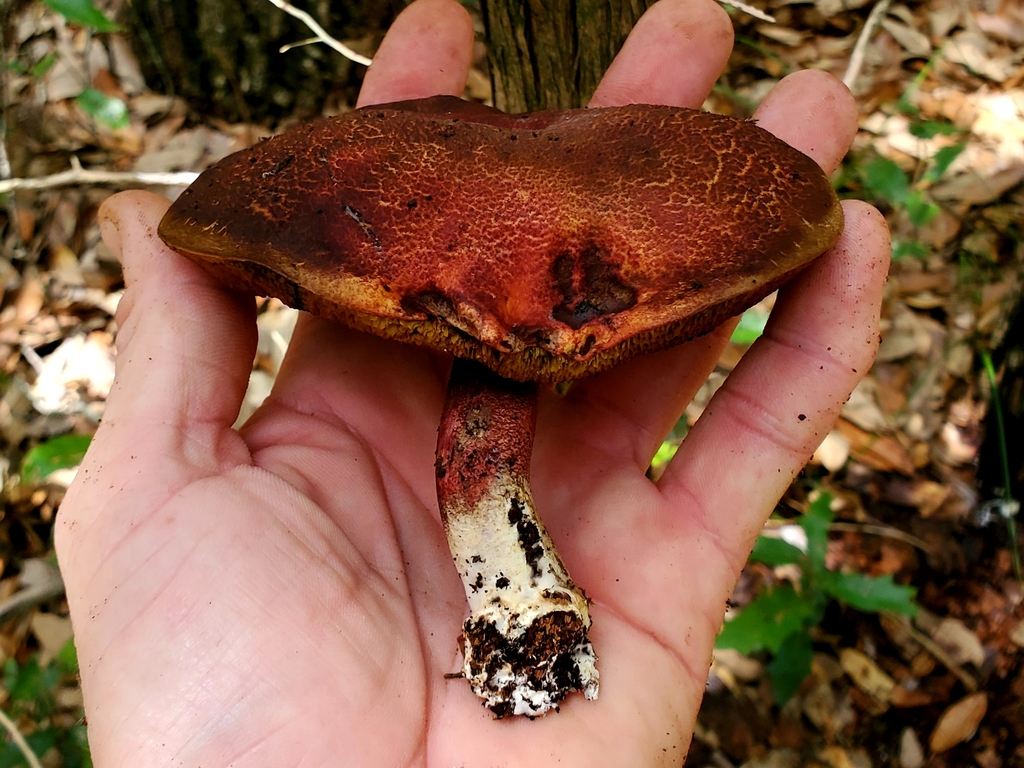 Boletus paulae from Purgatory Creek Natural Area, San Marcos, Texas ...