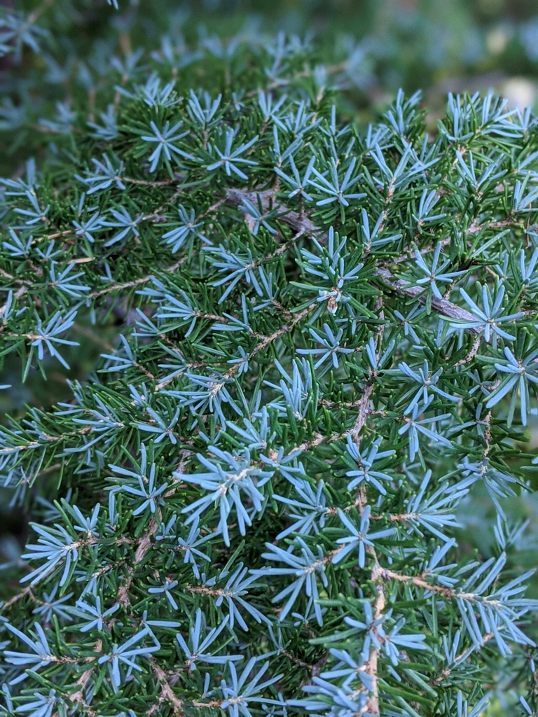 mountain hemlock from MT HOOD PRKDL, OR 97041, USA on October 4, 2020 ...