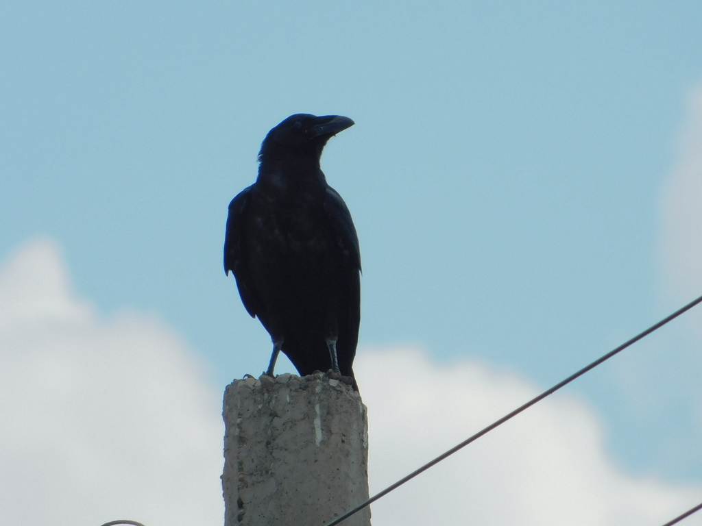 Chihuahuan Raven from Cuencamé, Dgo., México on August 22, 2020 at 04: ...