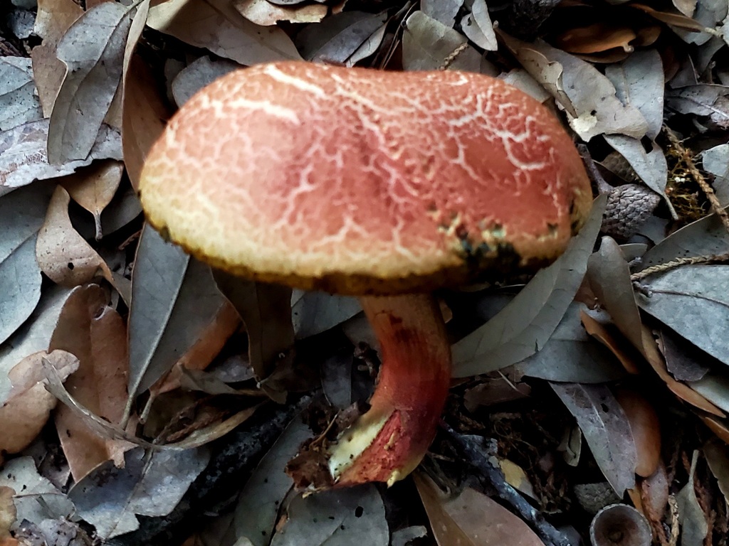Boletus paulae from Bulverde, Texas, USA on September 15, 2020 by Jared ...