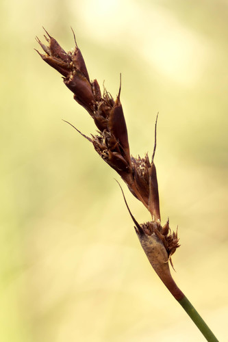 Genus Lyginia · iNaturalist