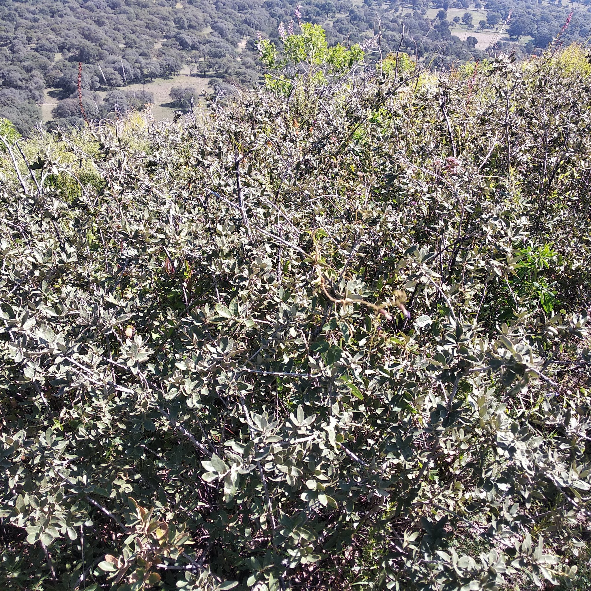 Quercus microphylla Née