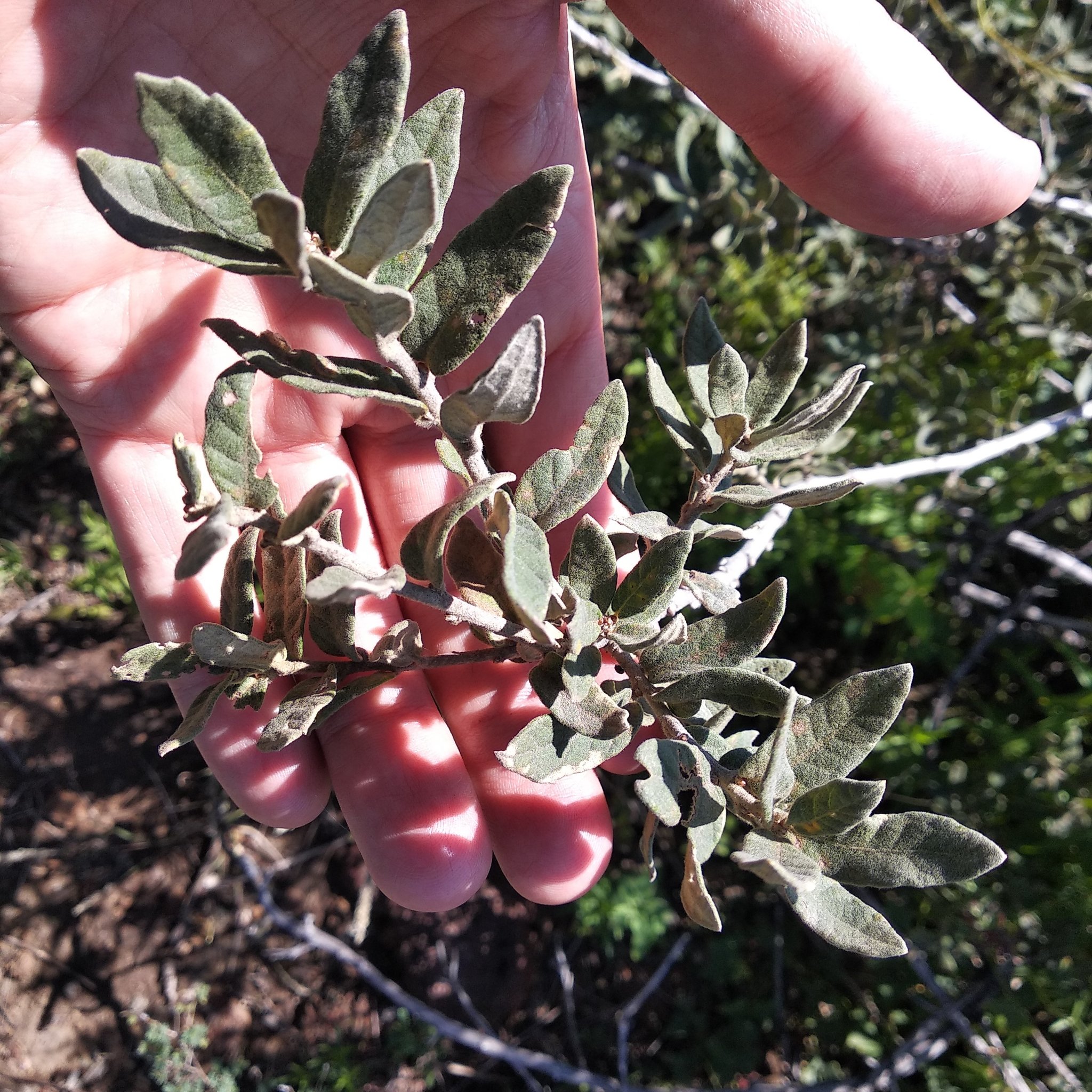 Quercus microphylla Née