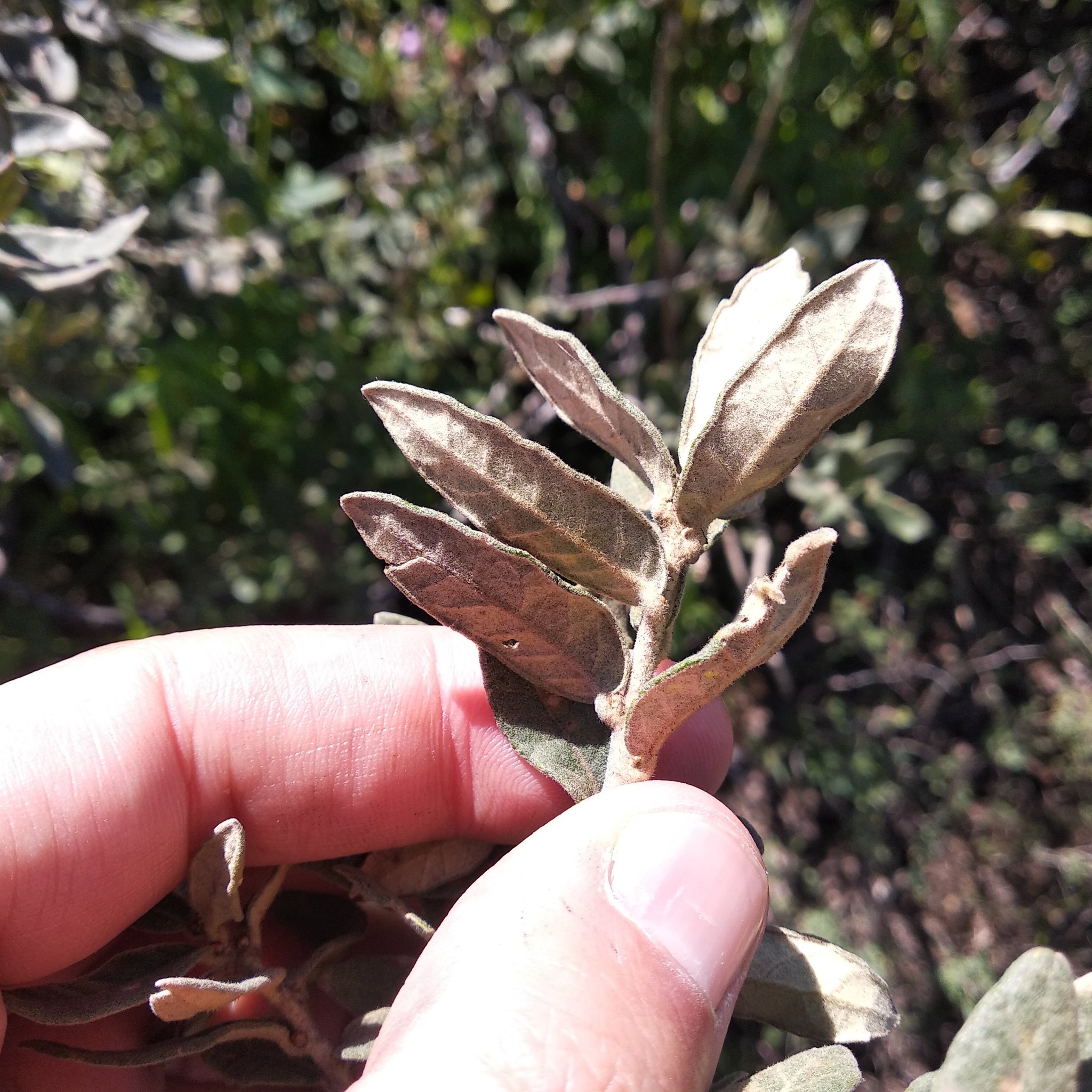 Quercus microphylla Née
