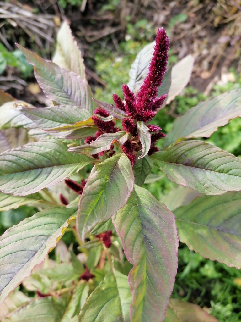 Red amaranth from Minsk, BY-MI, BY on October 04, 2020 at 02:43 PM by ...