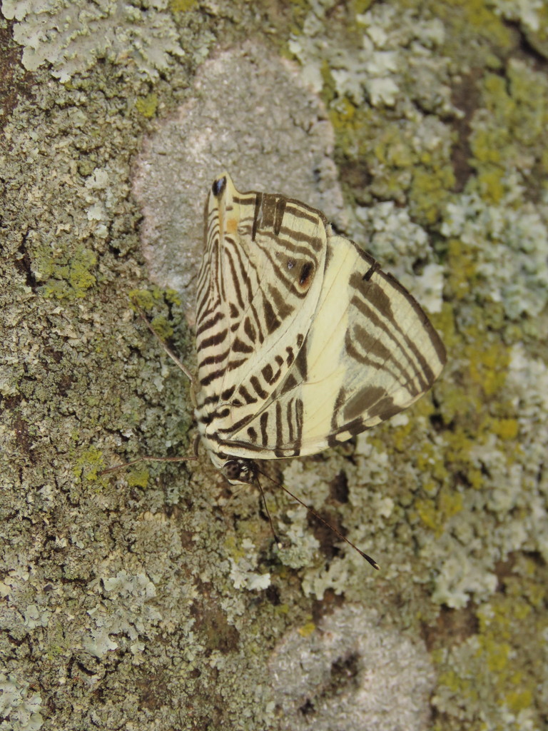 Colobura dirce dirce from Coatepec, Ver., México on October 3, 2020 at ...