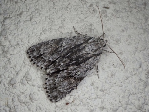 Acronicta isocuspis · iNaturalist United Kingdom