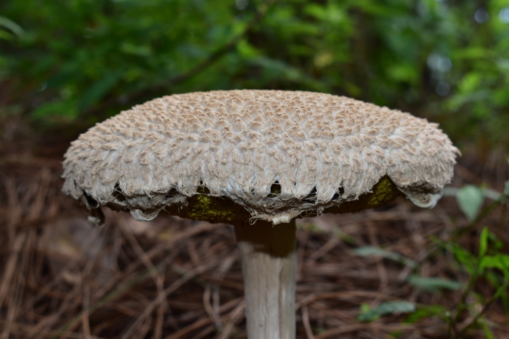 Pineapple Bolete from Tepic, Nay., México on September 29, 2020 at 12: ...