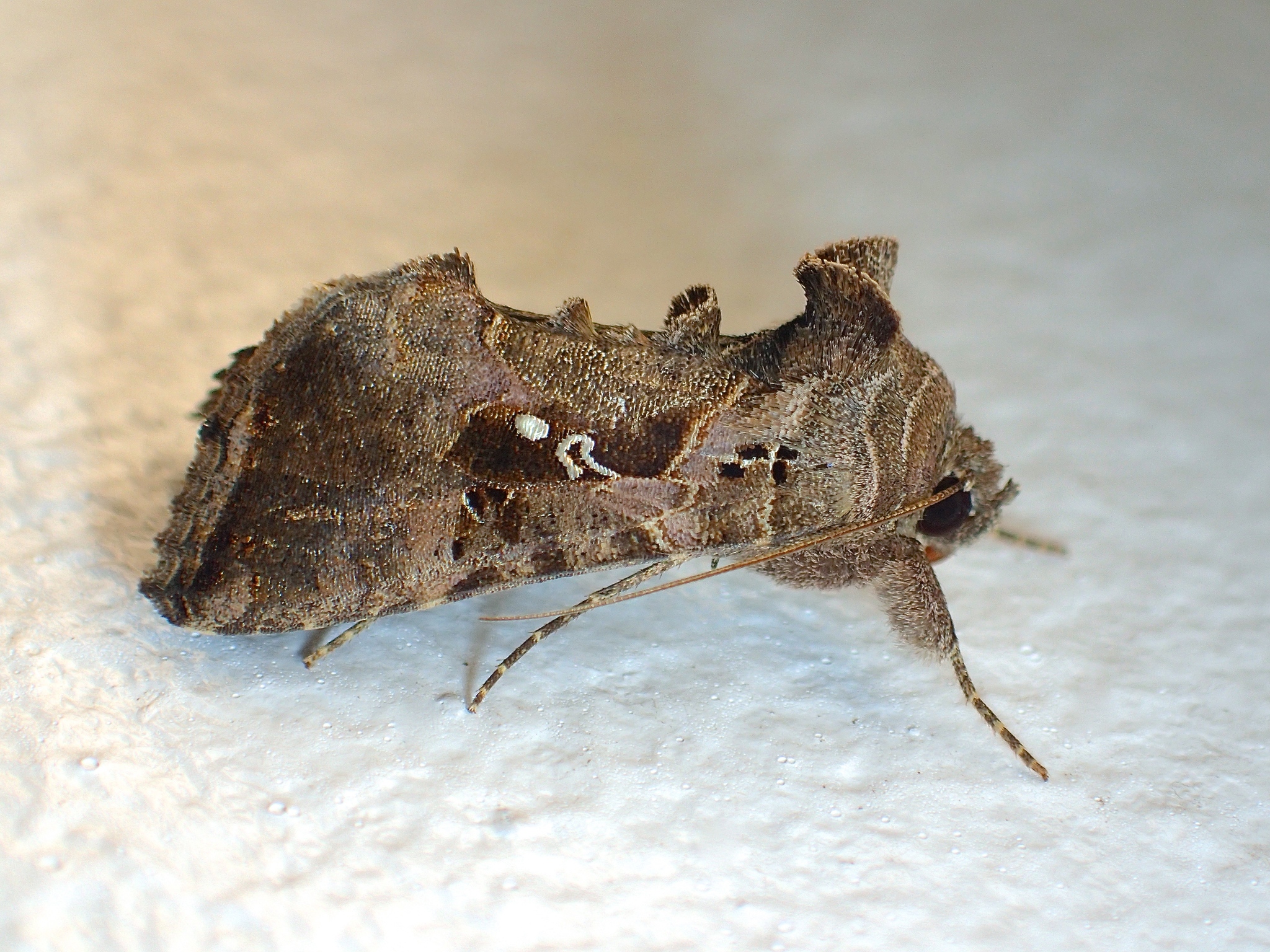 Argyrogramma signata (Fabricius, 1794)