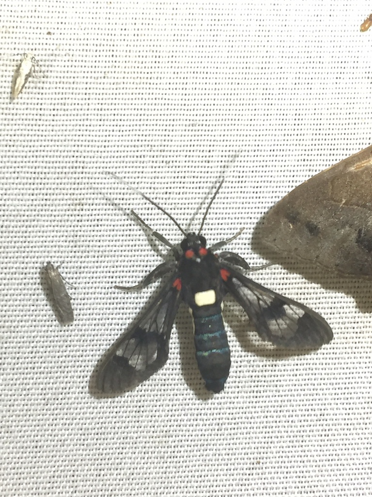 Pheia albisigna from Mazatlán, SIN, MX on October 4, 2020 at 11:35 PM ...