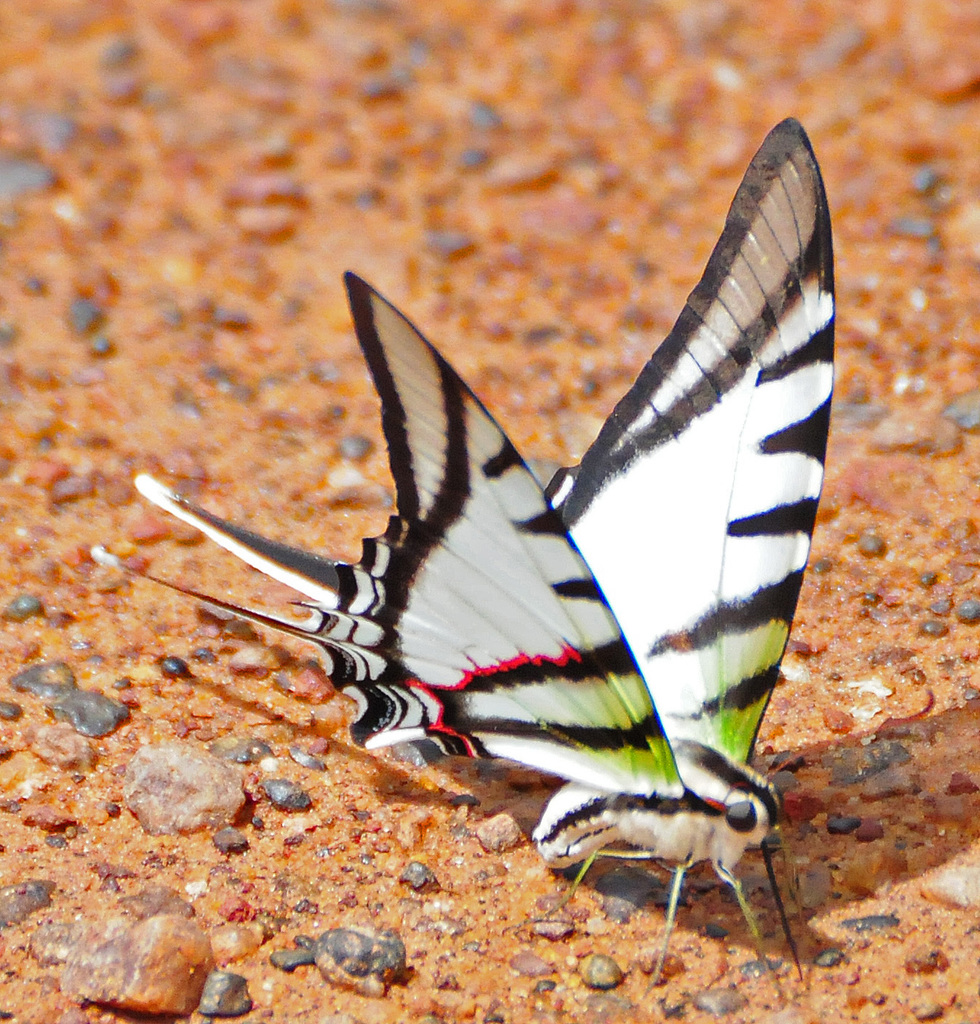 Protesilaus glaucolaus (Butterflies Brazil) · iNaturalist