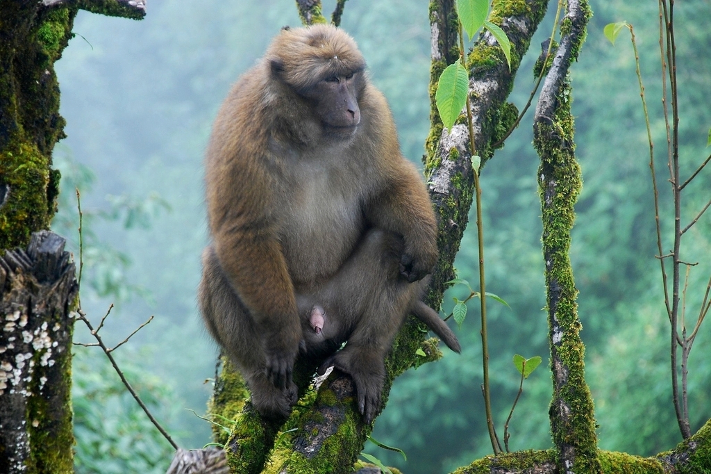 Cercopithecines (Cercopithecinae) - Know Your Mammals