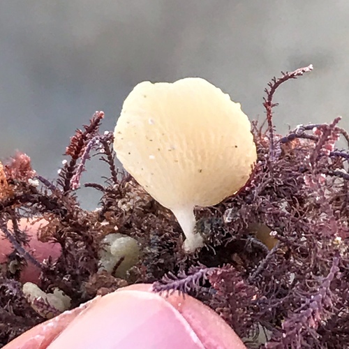 Clathrina pulcherrima · iNaturalist