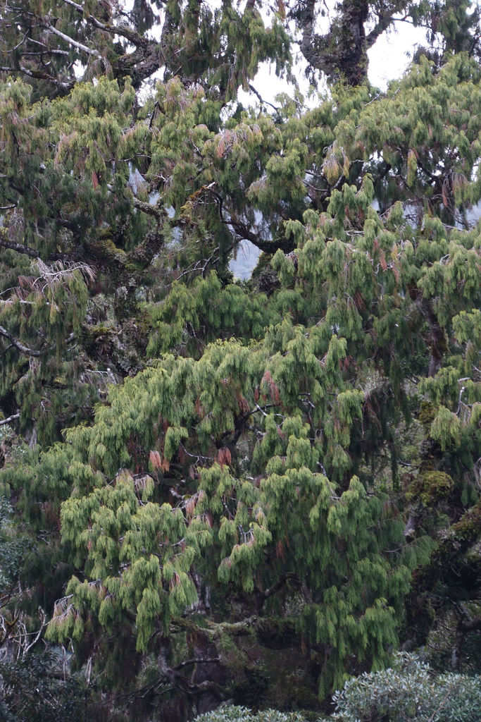rimu from Southland, New Zealand on October 2, 2020 at 08:43 AM by John ...