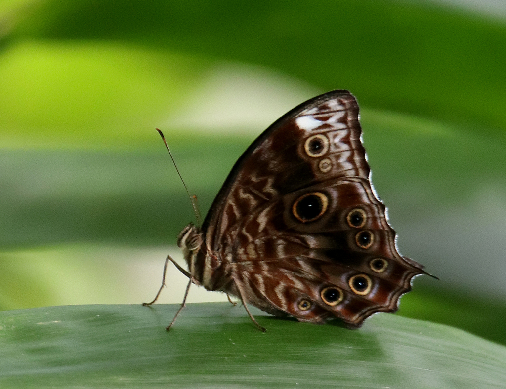 Negros Satyr from Valencia, Negros Oriental, Philippines on September 8 ...