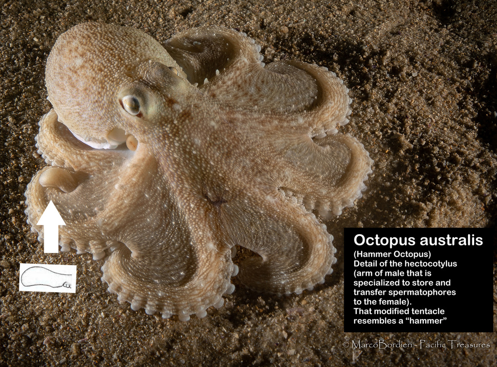 Hammer Octopus from Sydney Nuovo Galles del Sud, Australia on October 4 ...