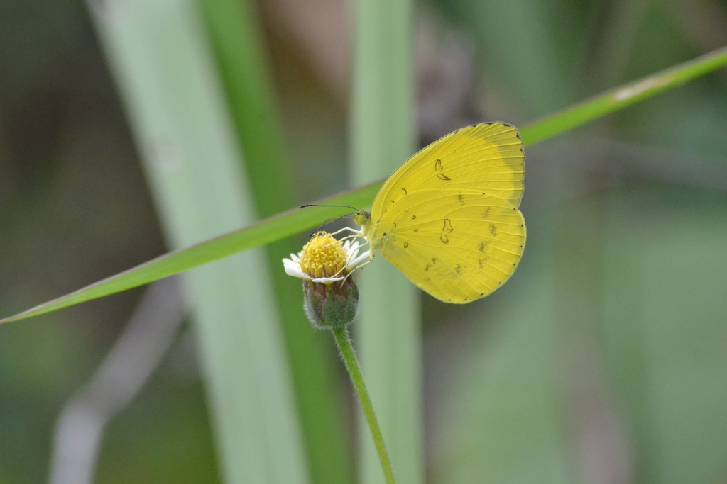 Three-spotted Grass Yellow from Jl. Tegal Mraen, Mlati Beningan ...