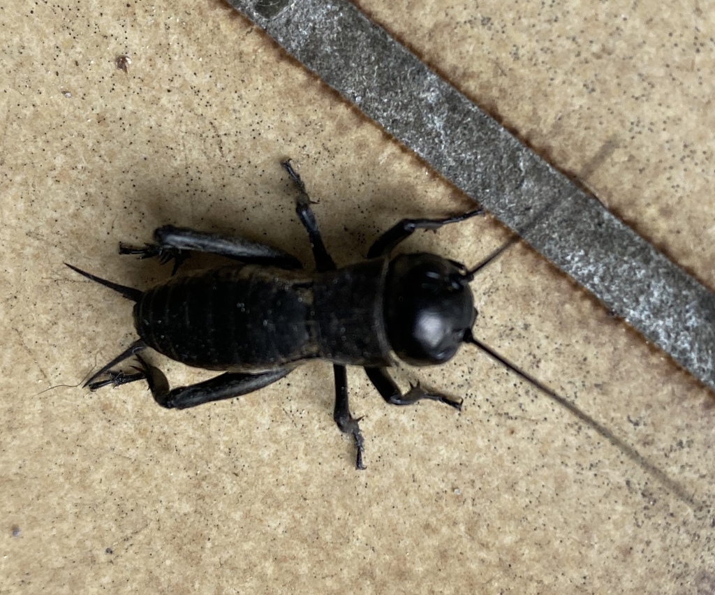 European Field Cricket from Hauptstraße, Schönewalde, Brandenburg, DE ...