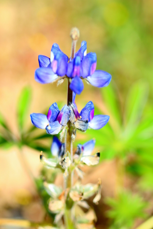 Sandplain lupine (Lupinus cosentinii) - Botanical Realm
