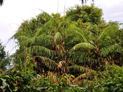 Daemonorops melanochaetes · iNaturalist