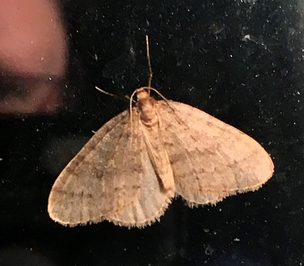 Bruce Spanworm Moth from Fatima, QC, Canada on November 24, 2019 at 05: ...