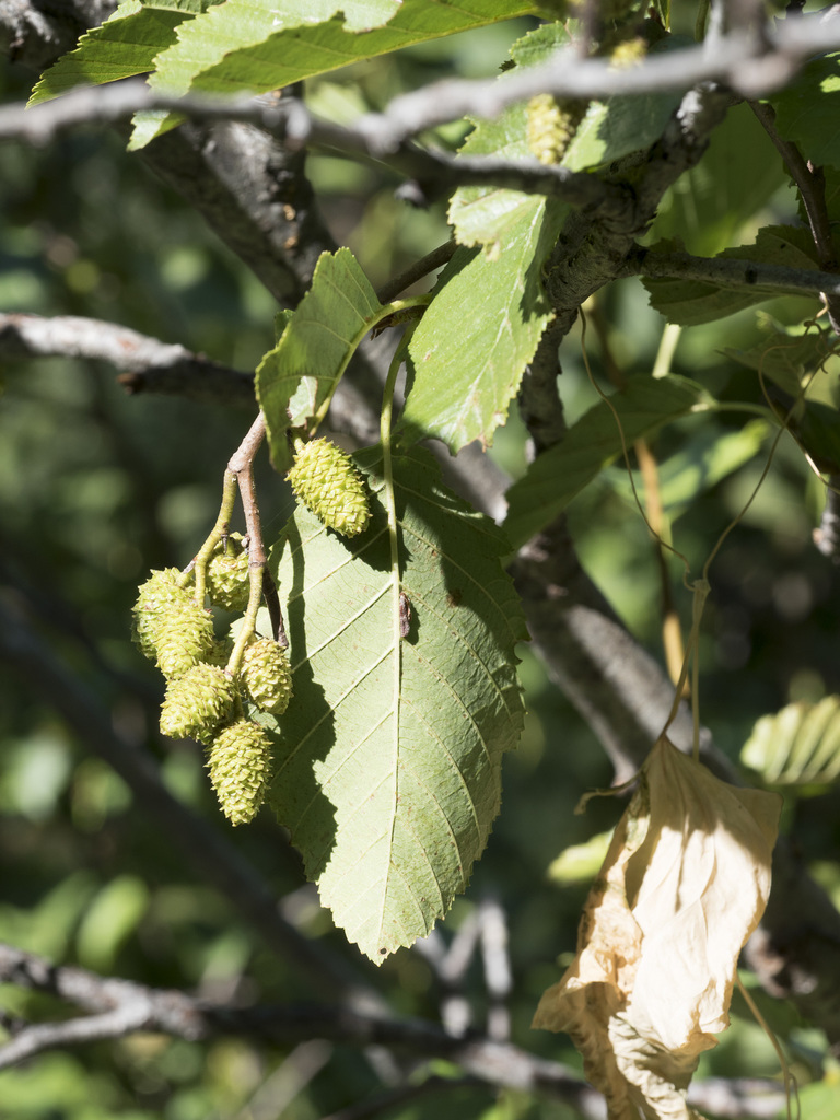 Grey Alder (Plants of Trinidad Lake State Park) · iNaturalist