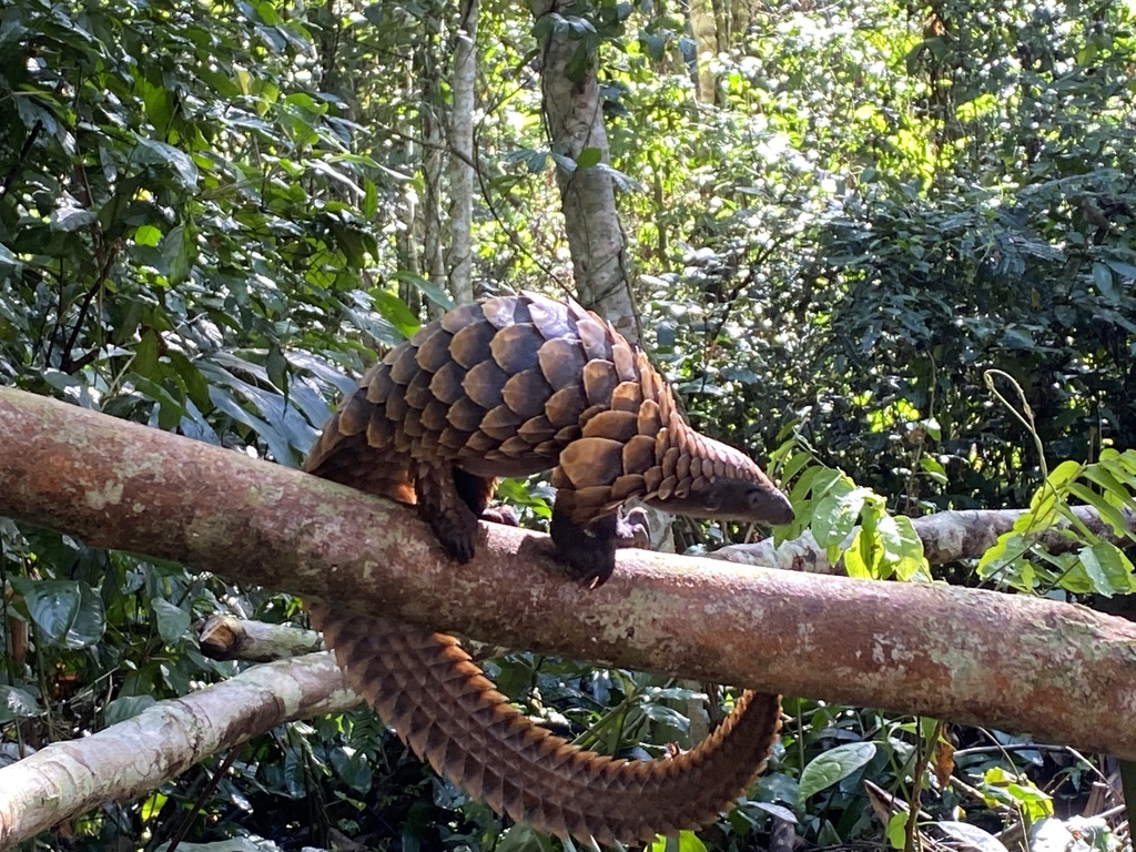 Pangolins (Manidae) - Know Your Mammals