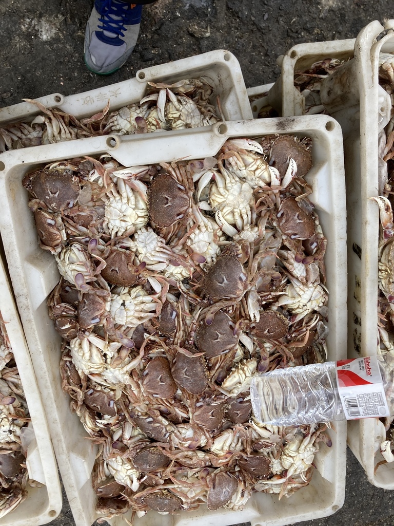 Ovalipes punctatus from Wenling, Taizhou, Zhejiang, CN on October 5 ...