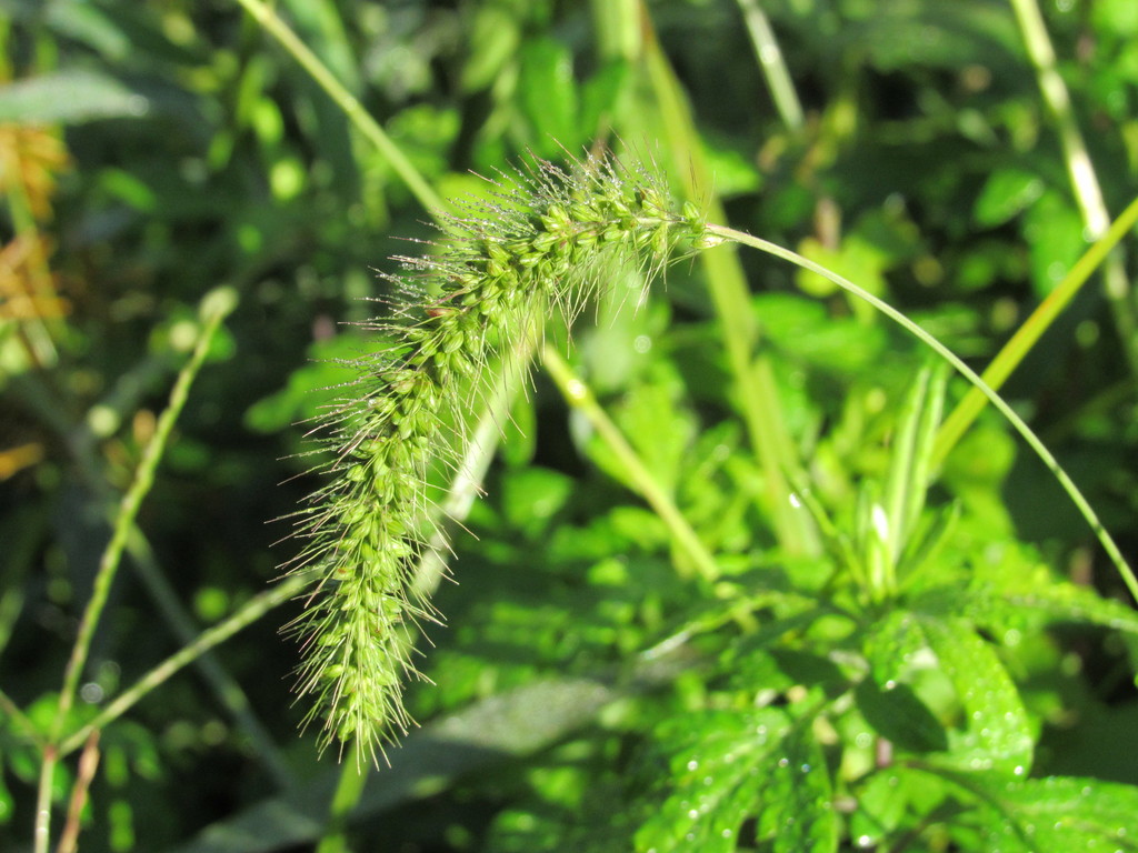 giant foxtail from Arnold, MD, USA on October 04, 2020 at 09:20 AM by ...