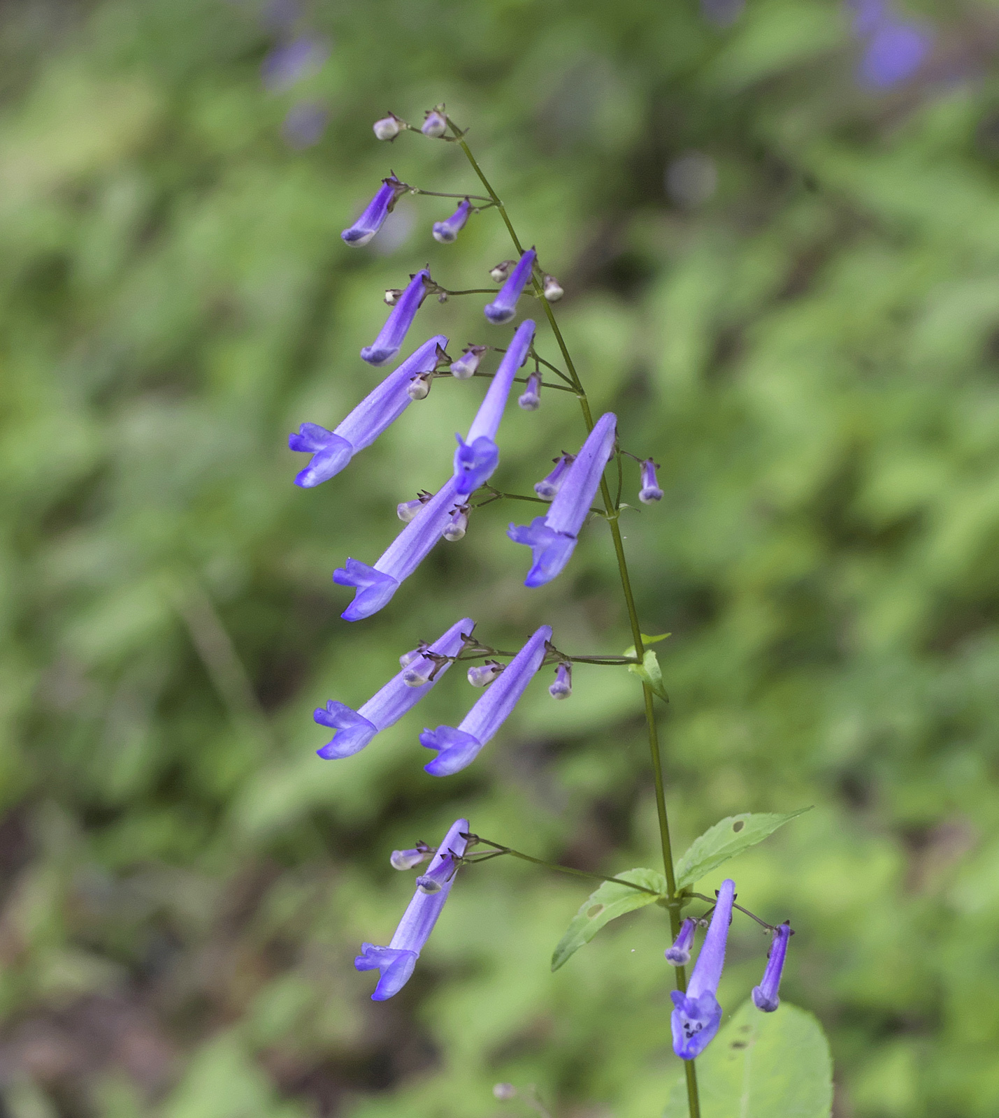 Isodon effusus (Maxim.) H.Hara
