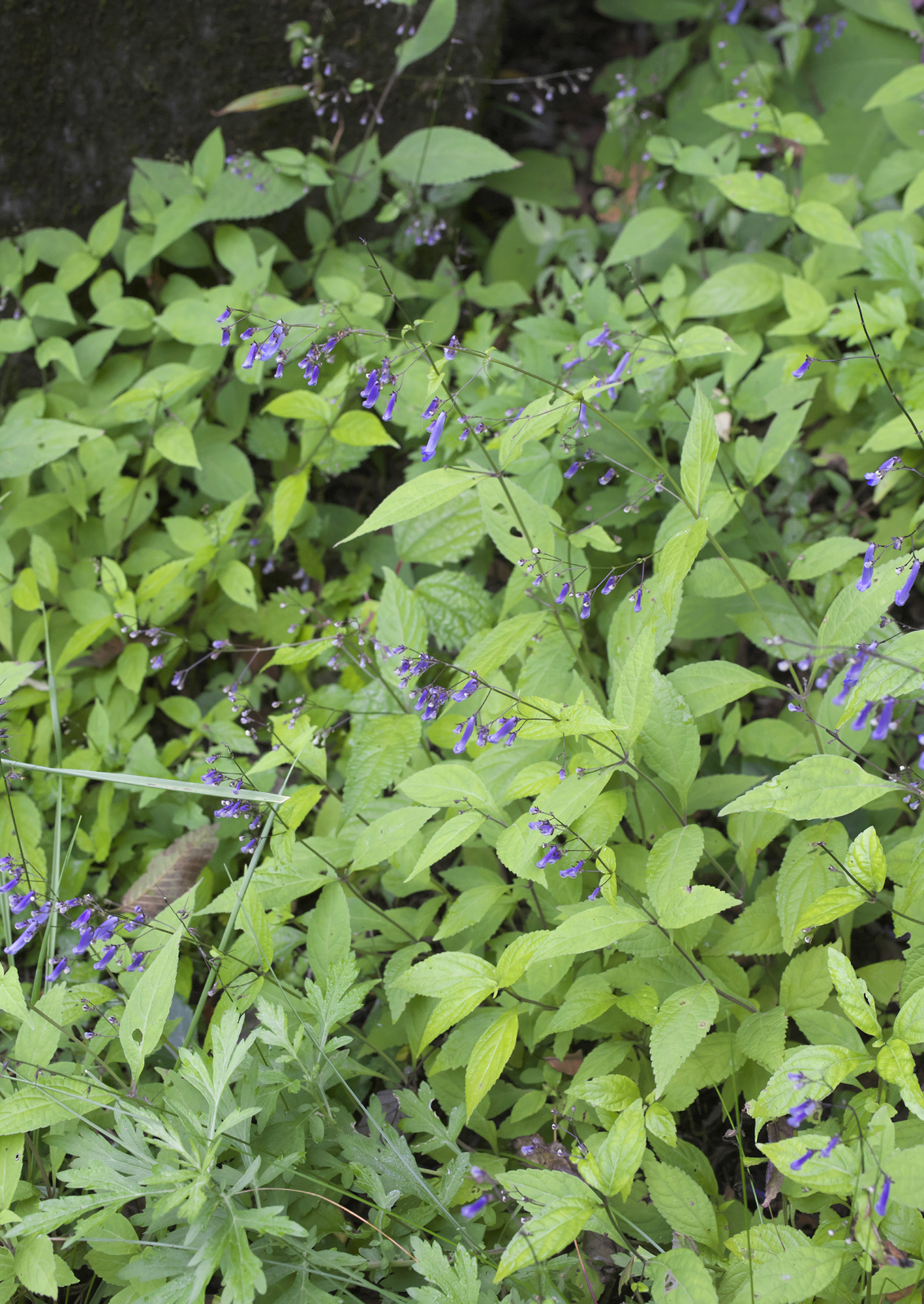 Isodon effusus (Maxim.) H.Hara